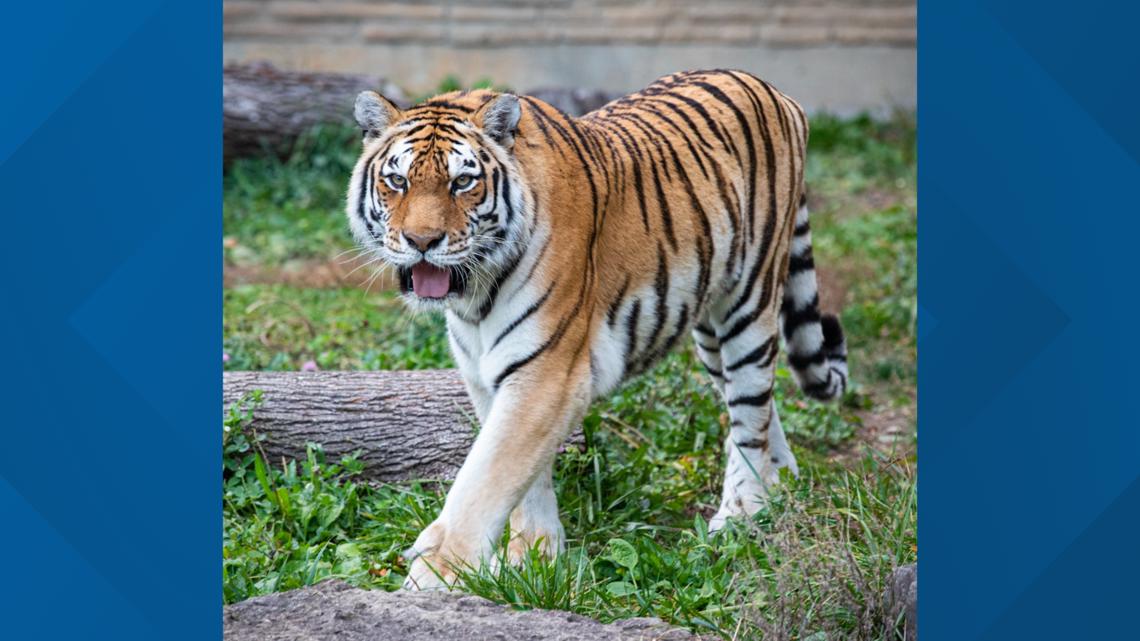 Buffalo Zoo's female Amur tiger has passed away | wgrz.com