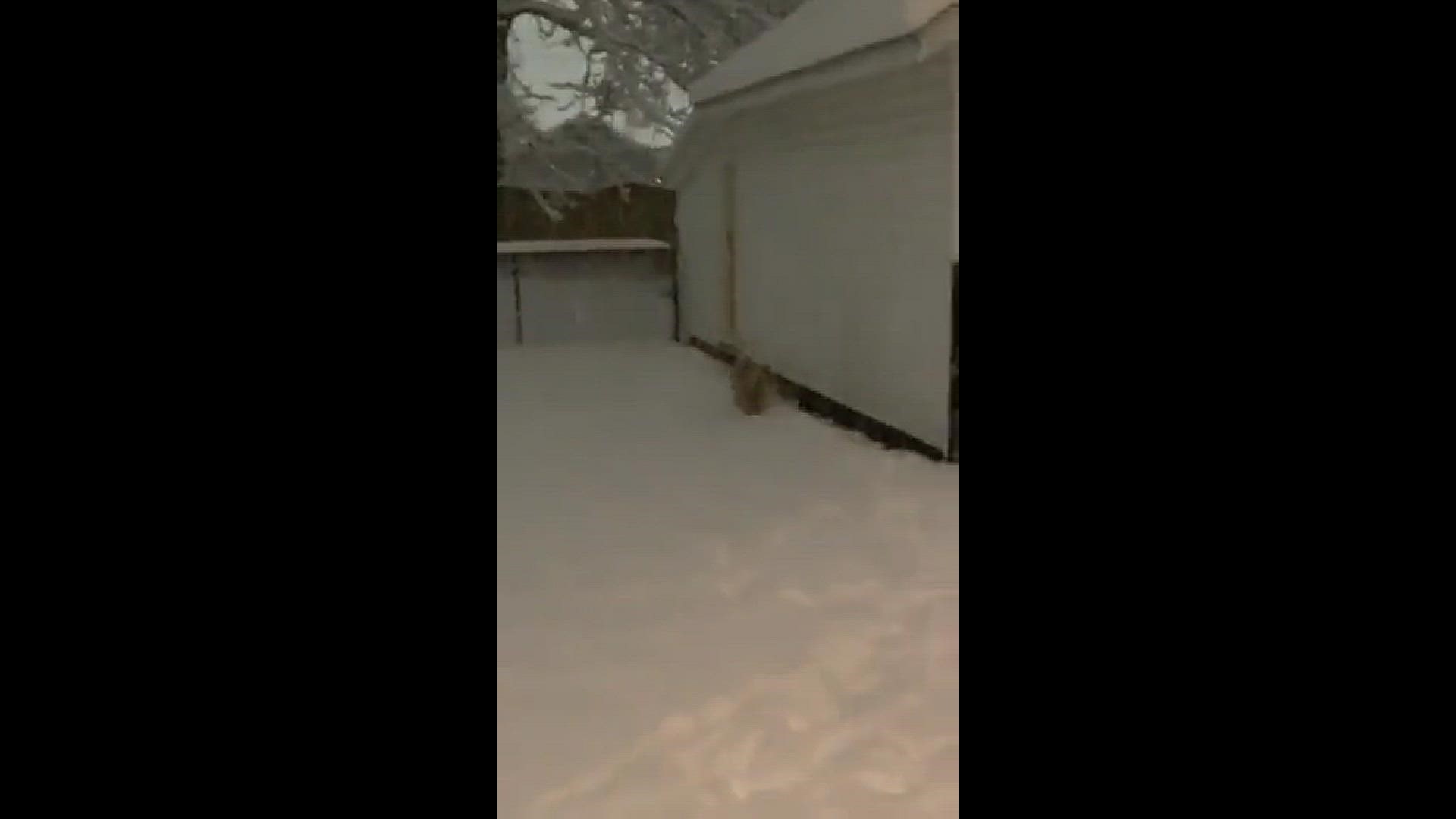 Murphy loves the snow | wgrz.com