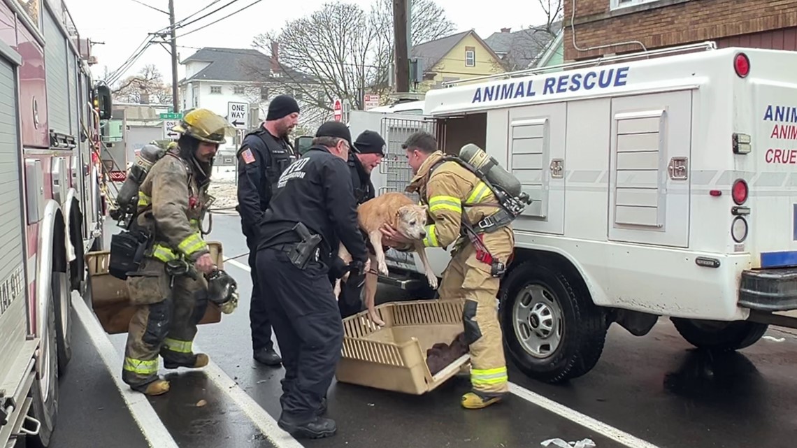 Niagara Falls house fire leads to dog rescue | wgrz.com