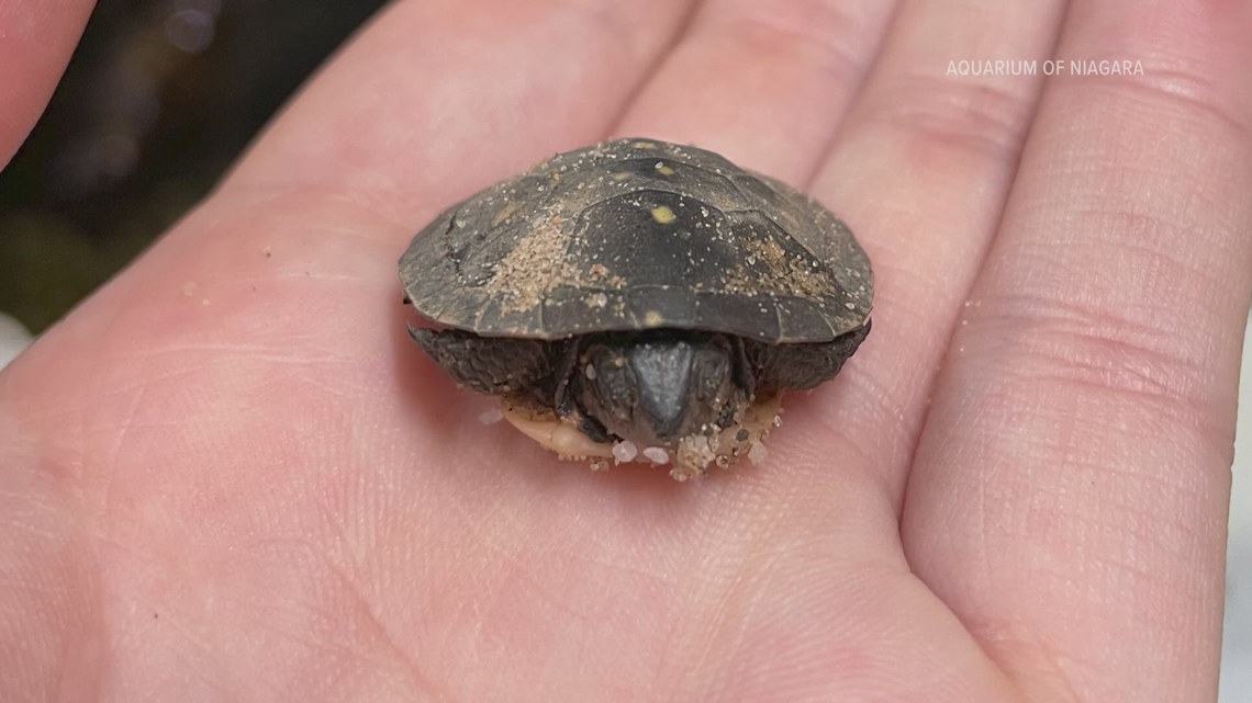 Aquarium of Niagara welcomes 2 new tiny turtles | wgrz.com