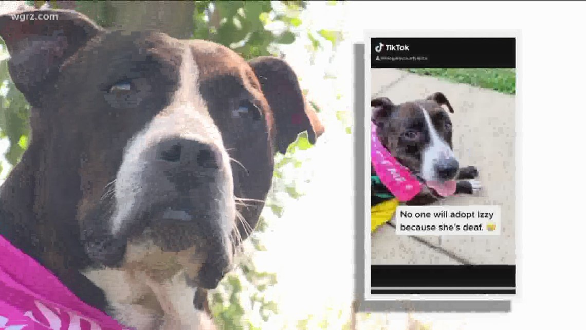 Niagara County SPCA having hard time adopt deaf dog | wgrz.com