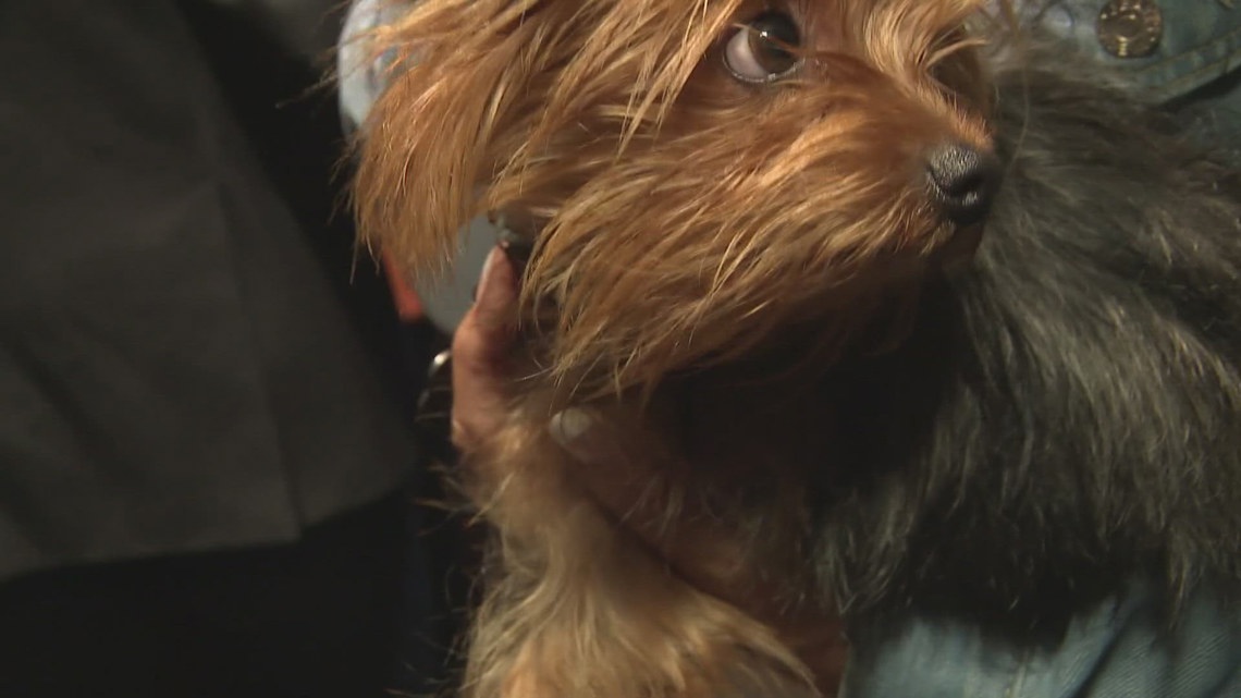 Josh Allen, Megan Thee Stallion featured in iconic Pepsi commercial ...