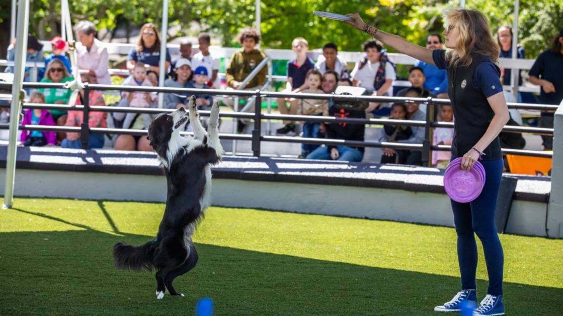 New canine show debuts at the Buffalo Zoo | wgrz.com