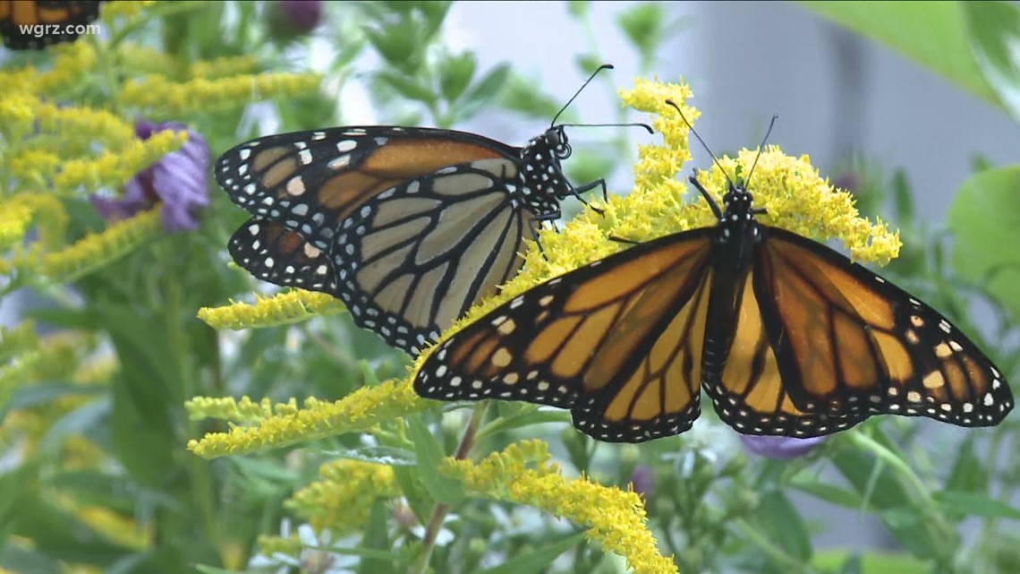 2 the Outdoors: A virtual butterfly release | wgrz.com