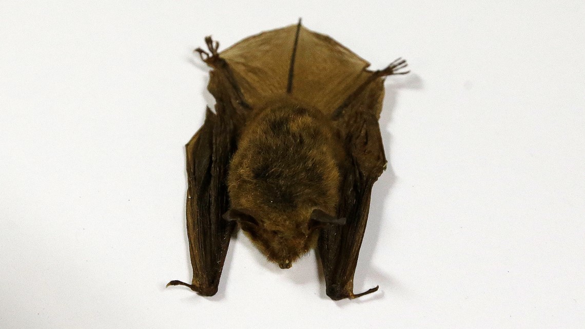 Bat Week October 24-31 | wgrz.com