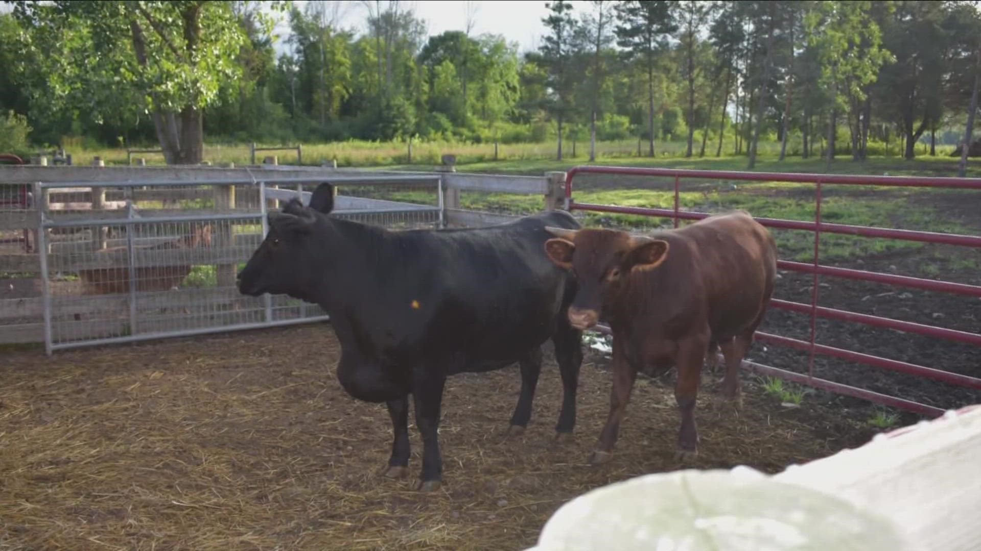 State leaders introduce legislation to increase penalties for farm ...