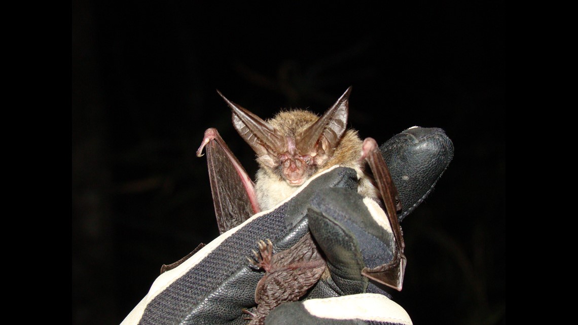 Georgia Department of Natural Resources count bats for conservati ...