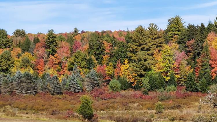Fall Foliage Map | When and where to see the best fall colors | wgrz.com