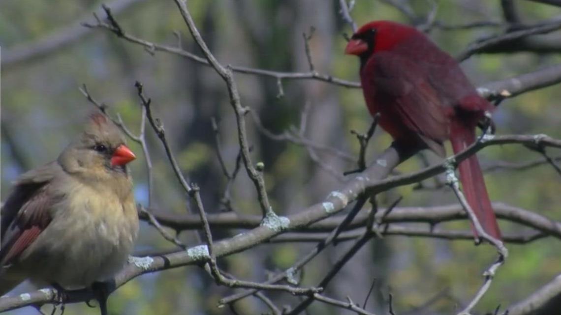 Best birdwatching in New York | wgrz.com