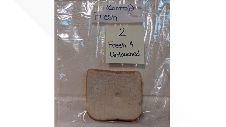 Teacher's moldy bread experiment shows importance of washing hands ...