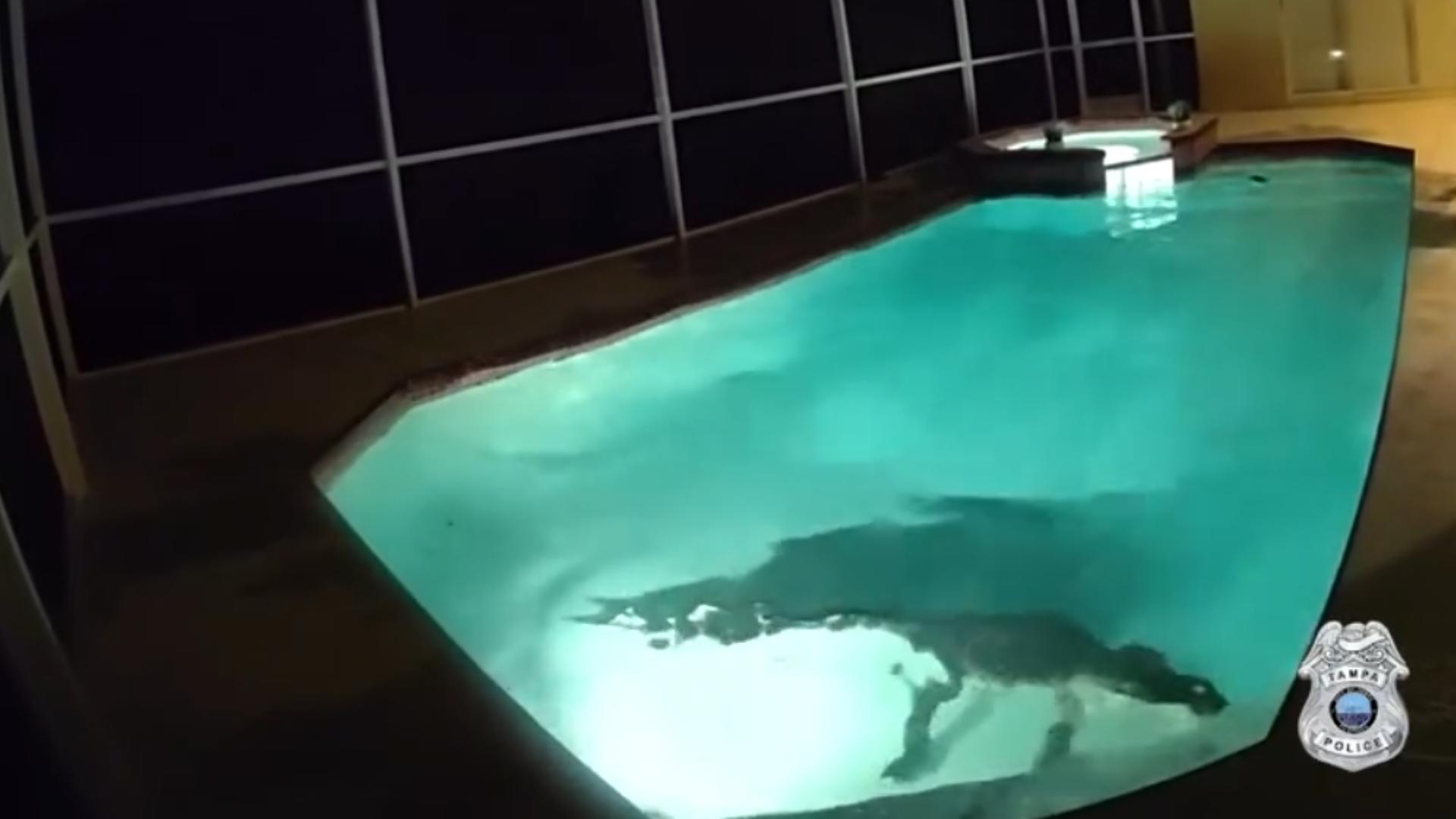 Alligator intruder caught on video after breaking into family's pool in ...