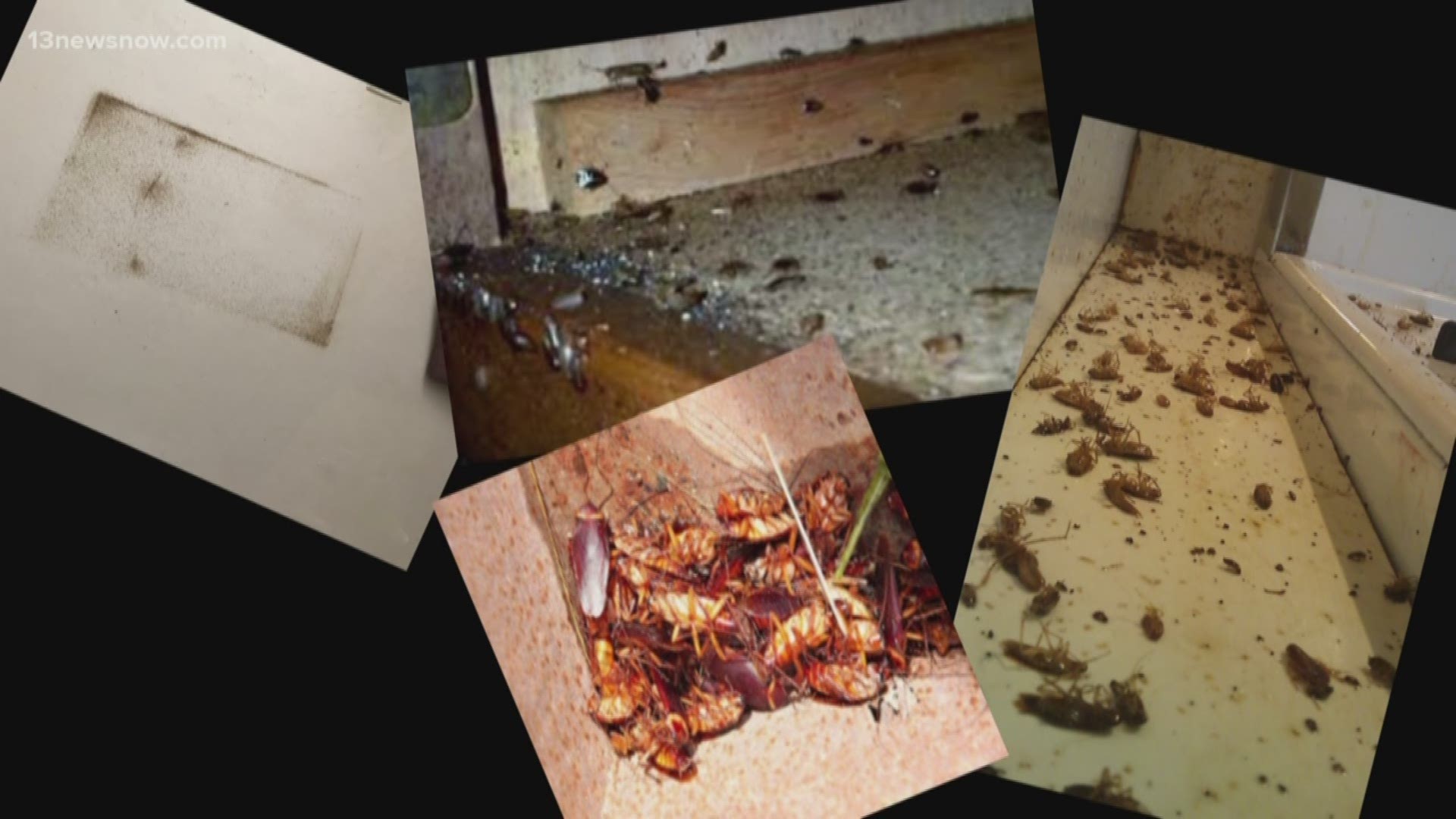 Cockroaches in coffeemakers: it's the kitchen nightmare experts are ...