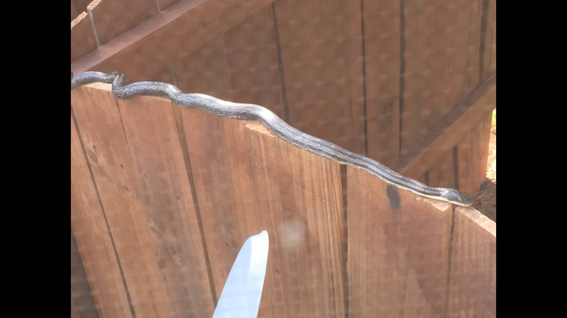 Python surprise: Snake shows up in laundry | wgrz.com